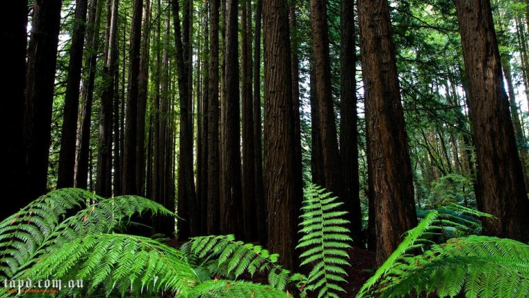baby-redwoods - The Great Ocean Walk